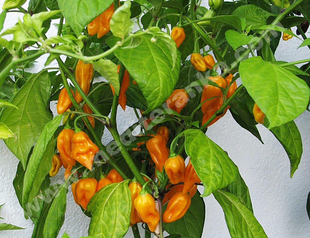 Bhut jolokia orange