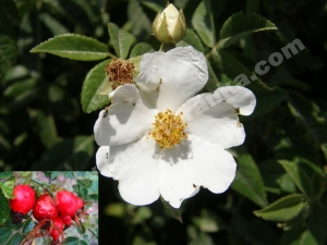 Evergreen rose